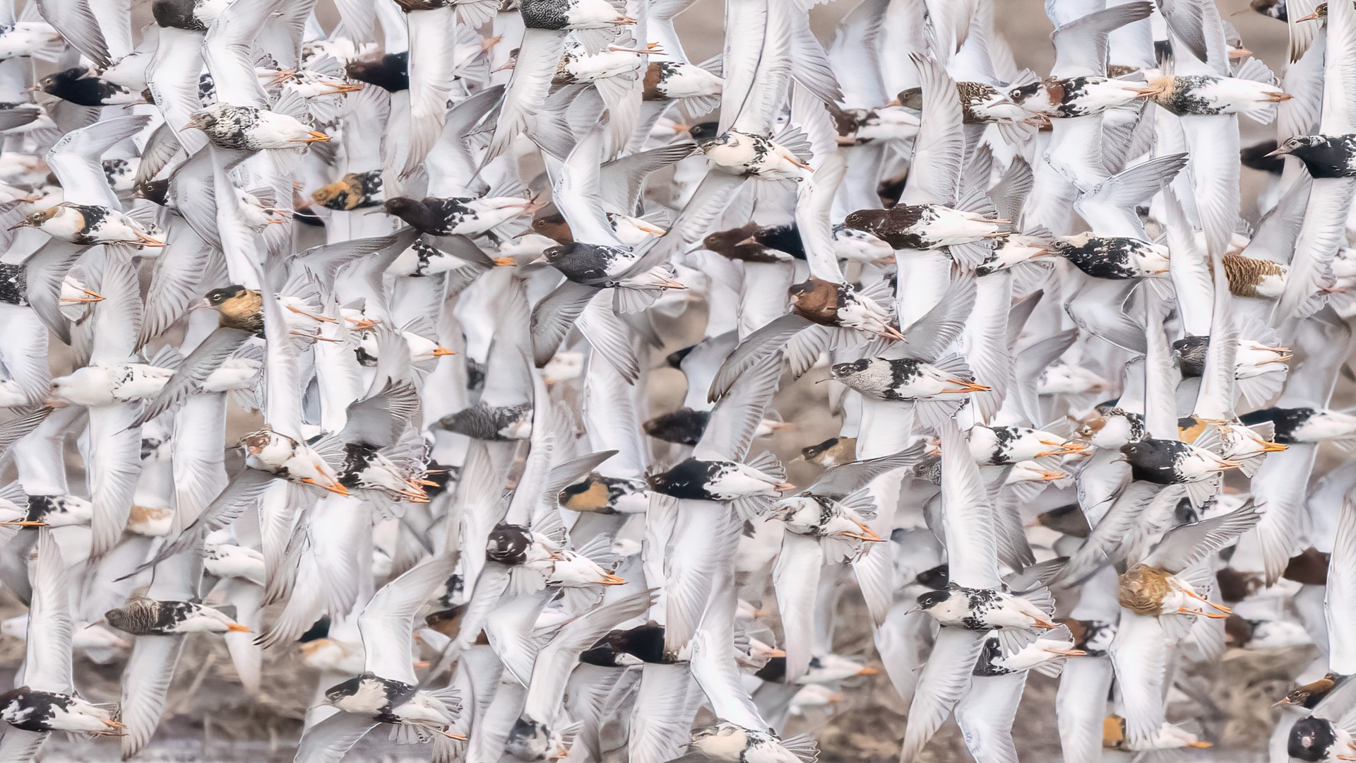 Redi - Rakkaudesta kaupunkiin